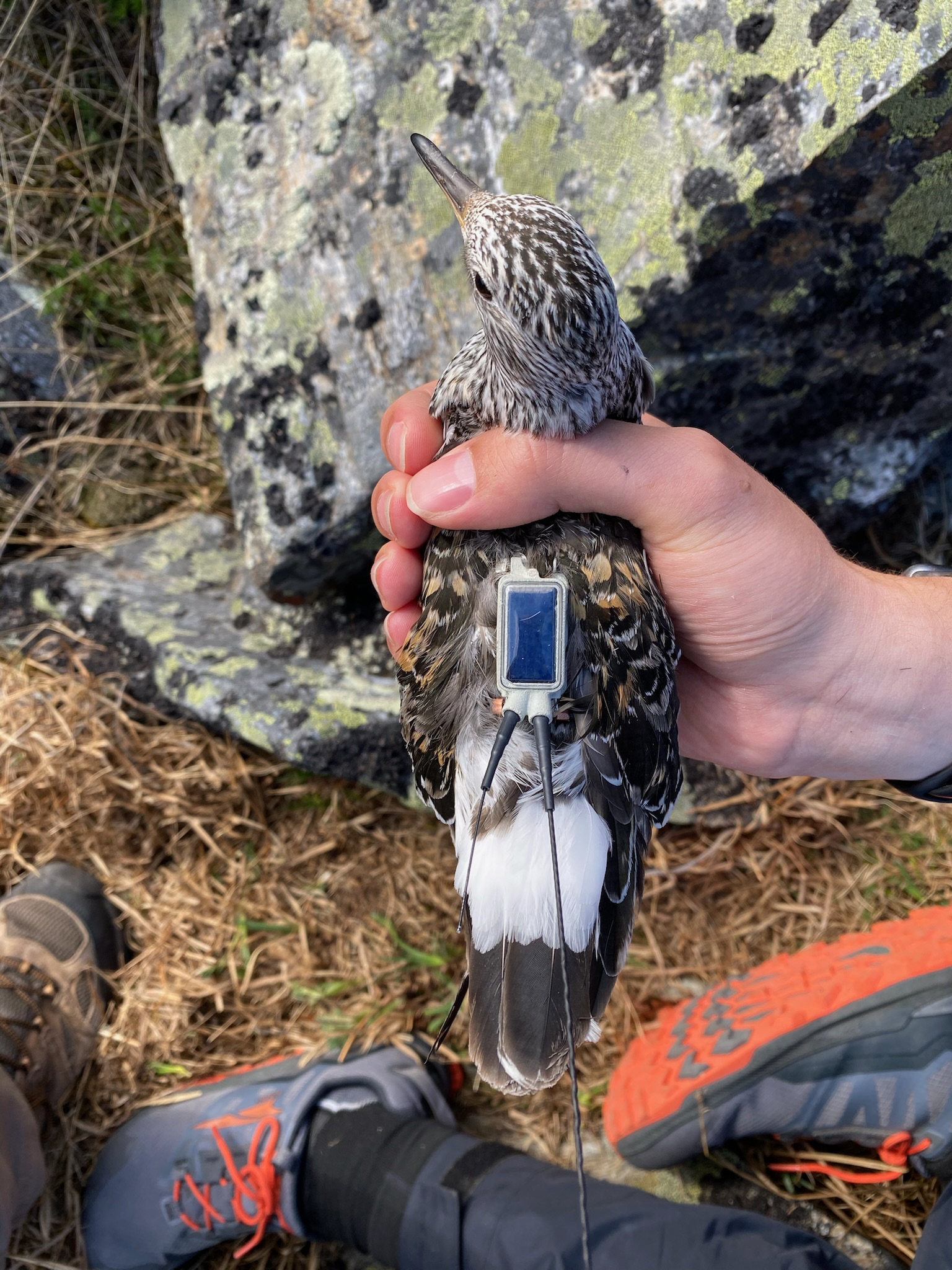 Support Surfbird Research – Kachemak Bay Shorebird Festival